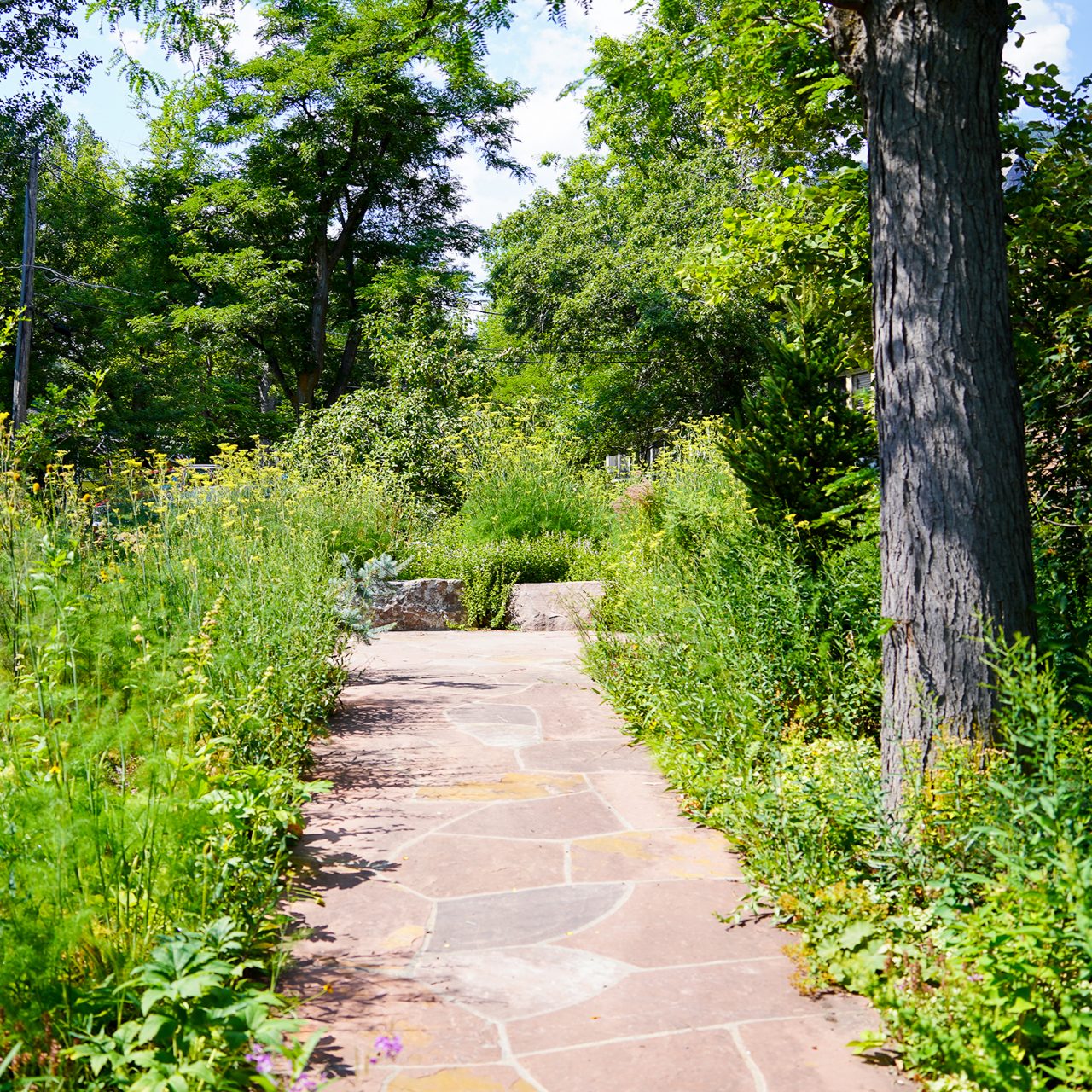Native American Waterwise Plant Walk with CU’s Andrew Cowell - The ...