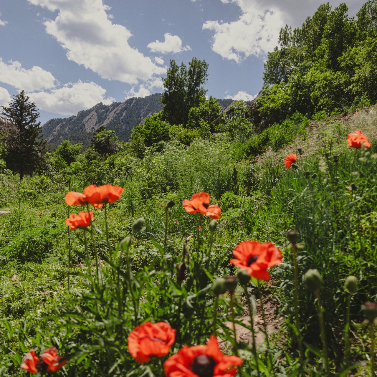 Guided Herb Walk - The Colorado Chautauqua